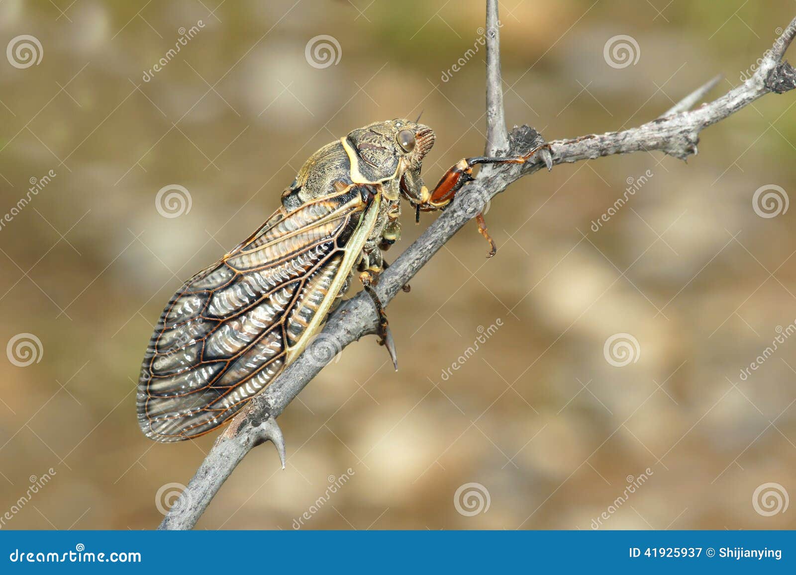 Cicada stock image. Image of life, wild, animal, wildlife - 41925937