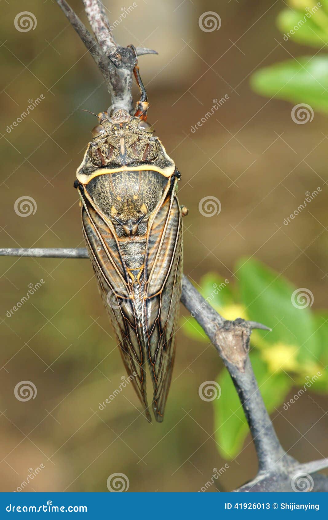 Cicada stock image. Image of life, cicadas, nigrofuscata - 41926013