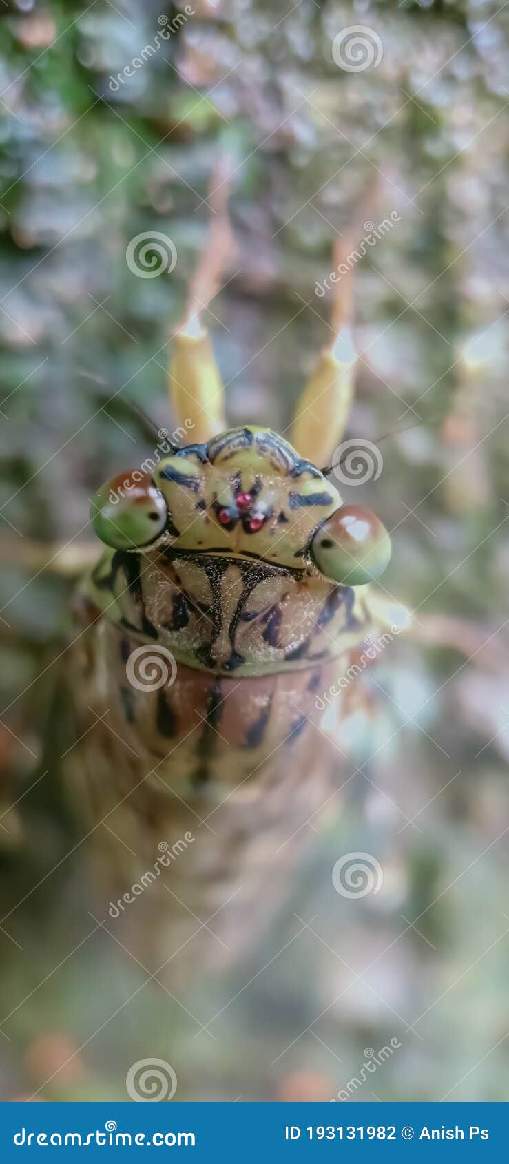 Cicada Bug. Cicada Insect ,selective Focus of Cicada Eyes and ...