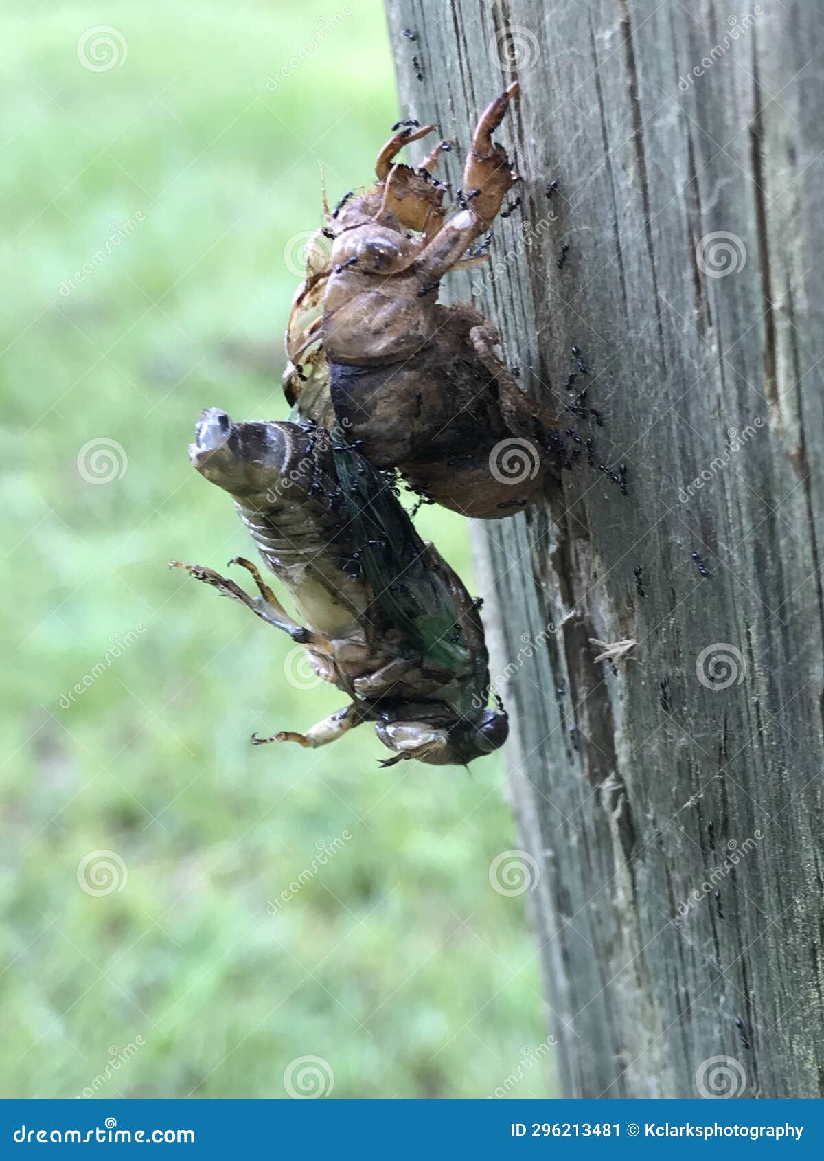 Cicada Bug Emerging from the Shell - Magicicada Stock Image - Image of ...