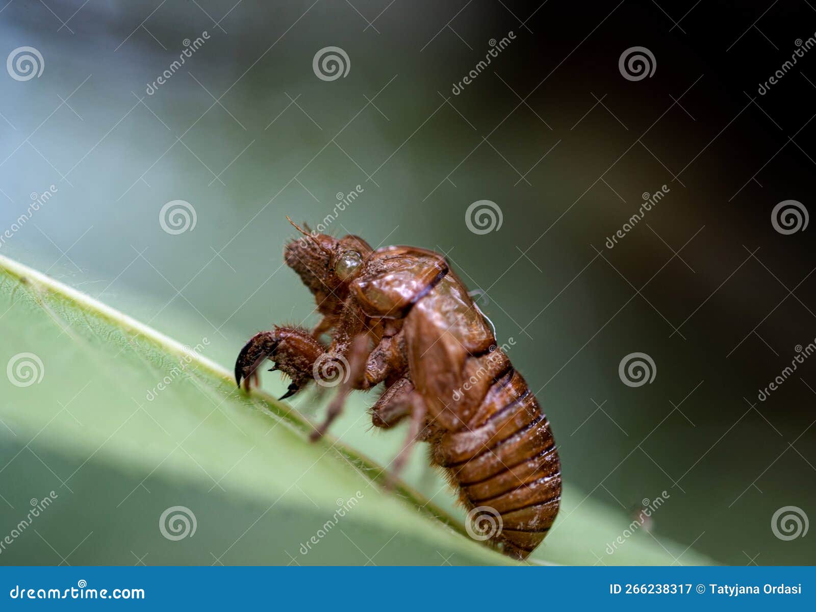 CICADA BUG EXOSKELETON stock image. Image of head, brown - 266238317
