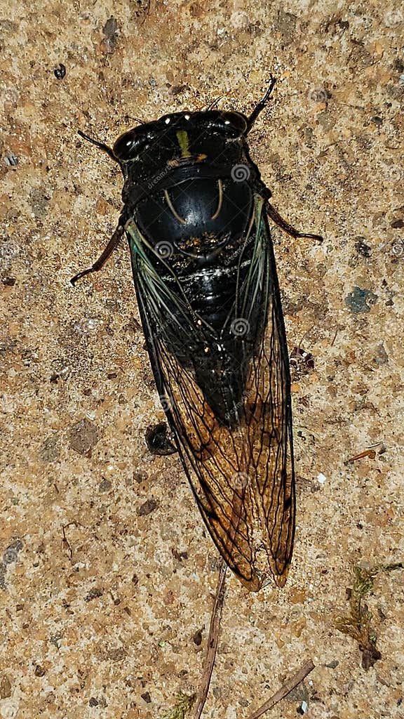 Cicada stock photo. Image of pretty, cicada, loud, colourful - 161281888