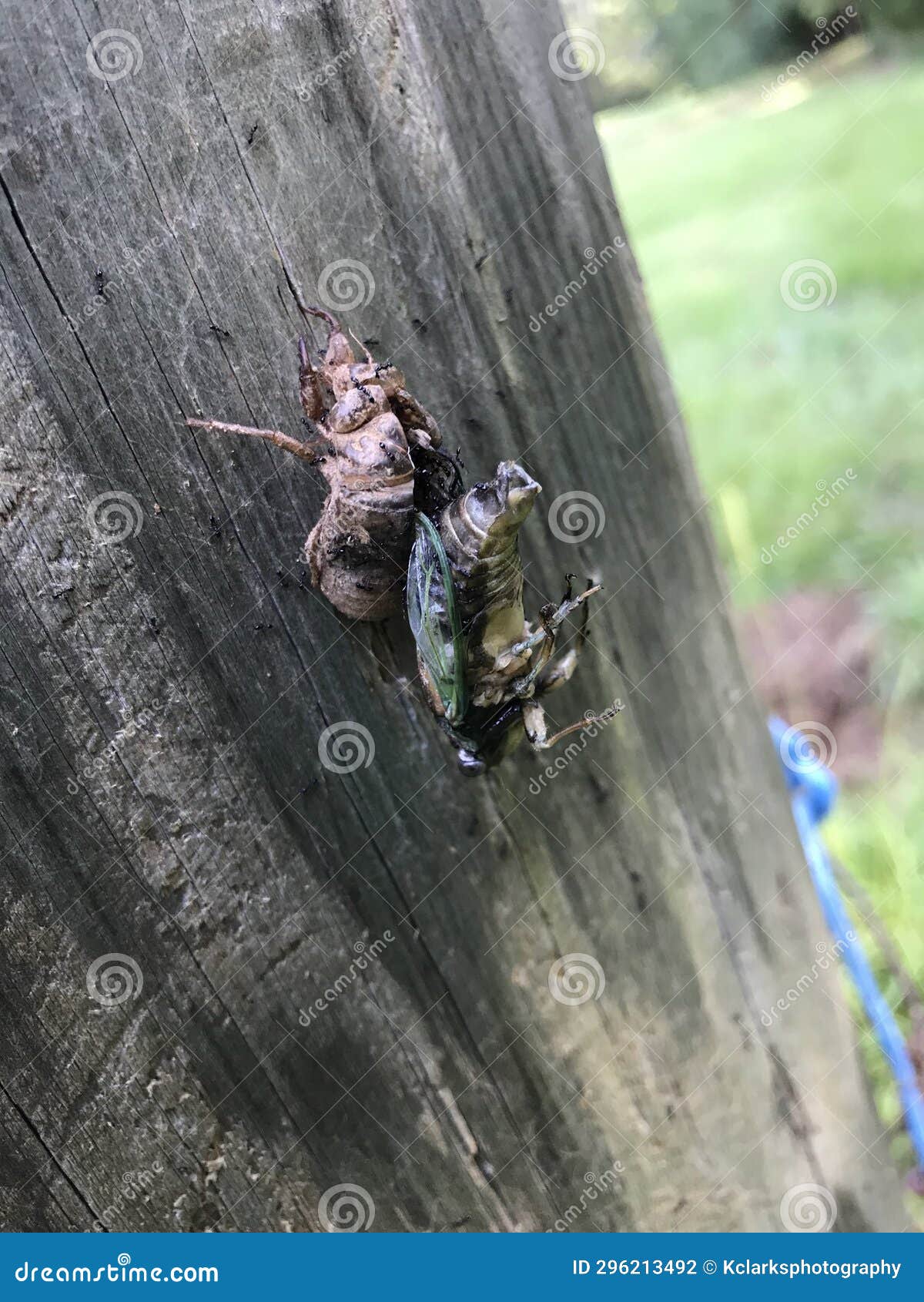 Cicada Bug Emerging from the Shell - Magicicada Stock Photo - Image of ...