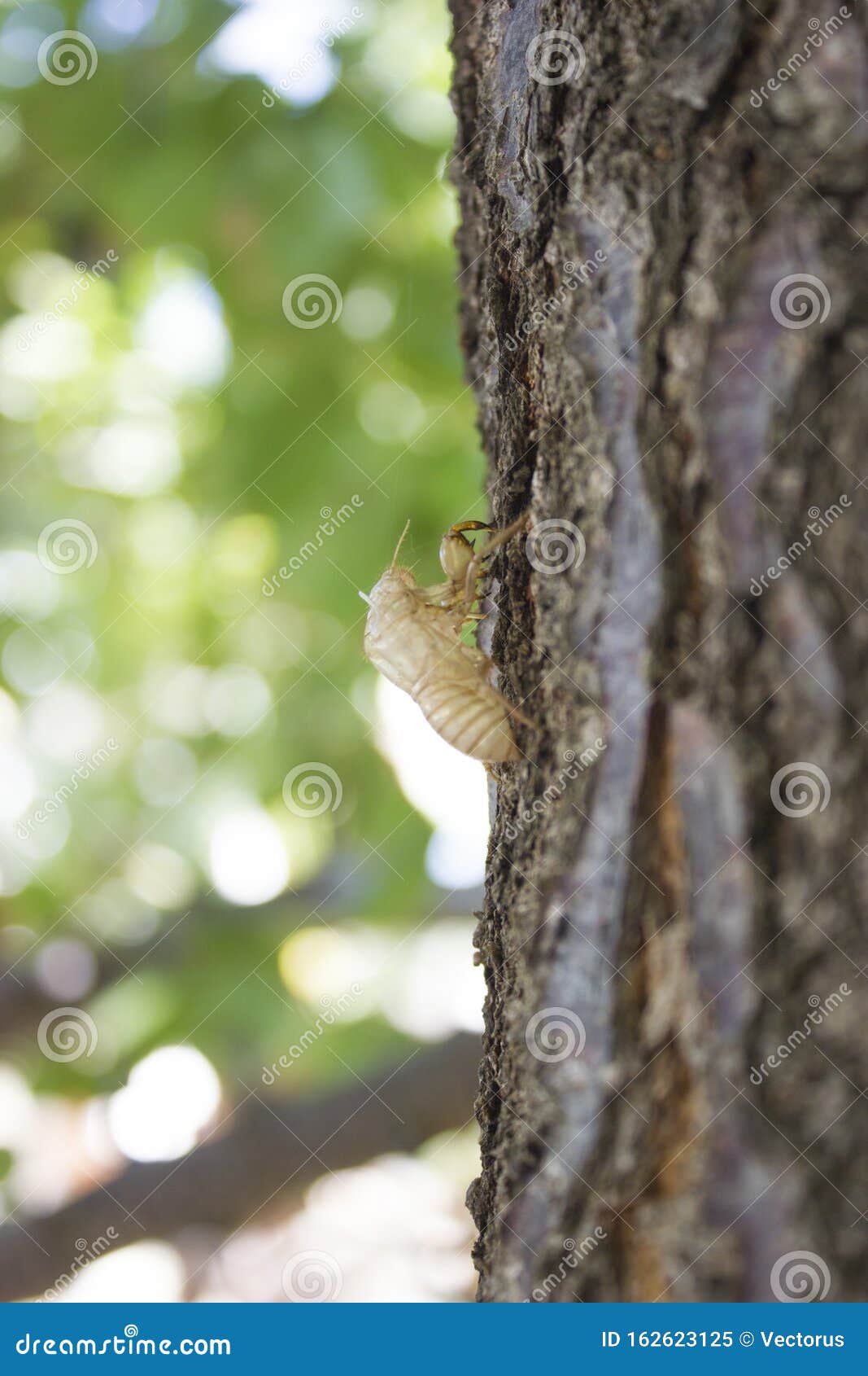 Cicada Bug Shell Macro Photo Stock Image - Image of homoptera ...