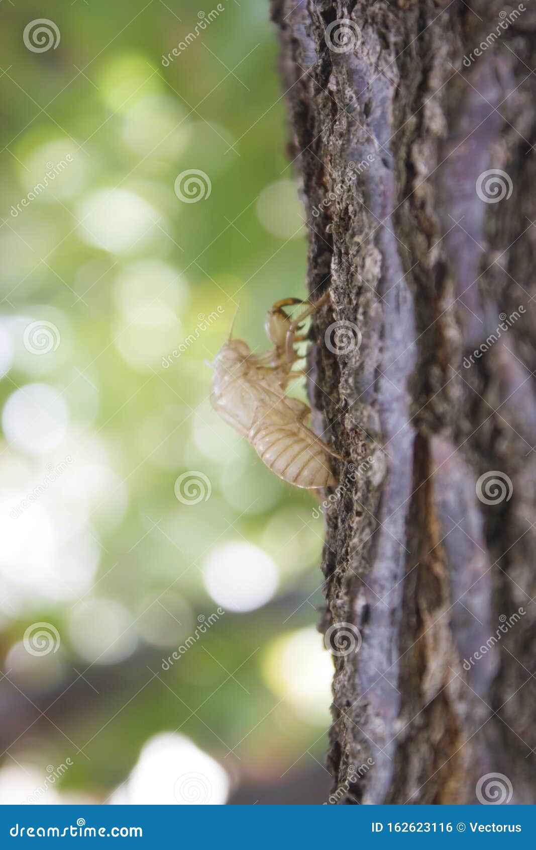 Cicada bug shell on a tree stock photo. Image of high - 162623116
