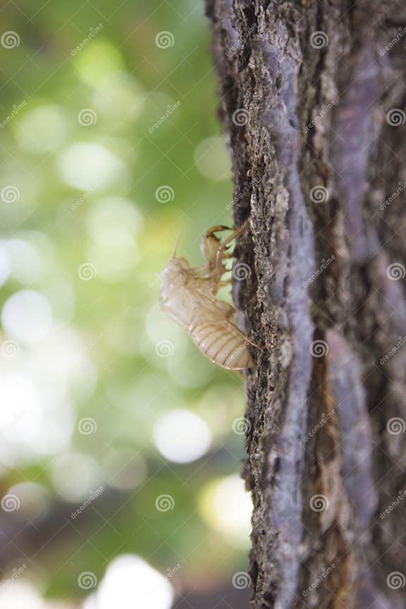 Cicada bug shell on a tree stock photo. Image of high - 162623116