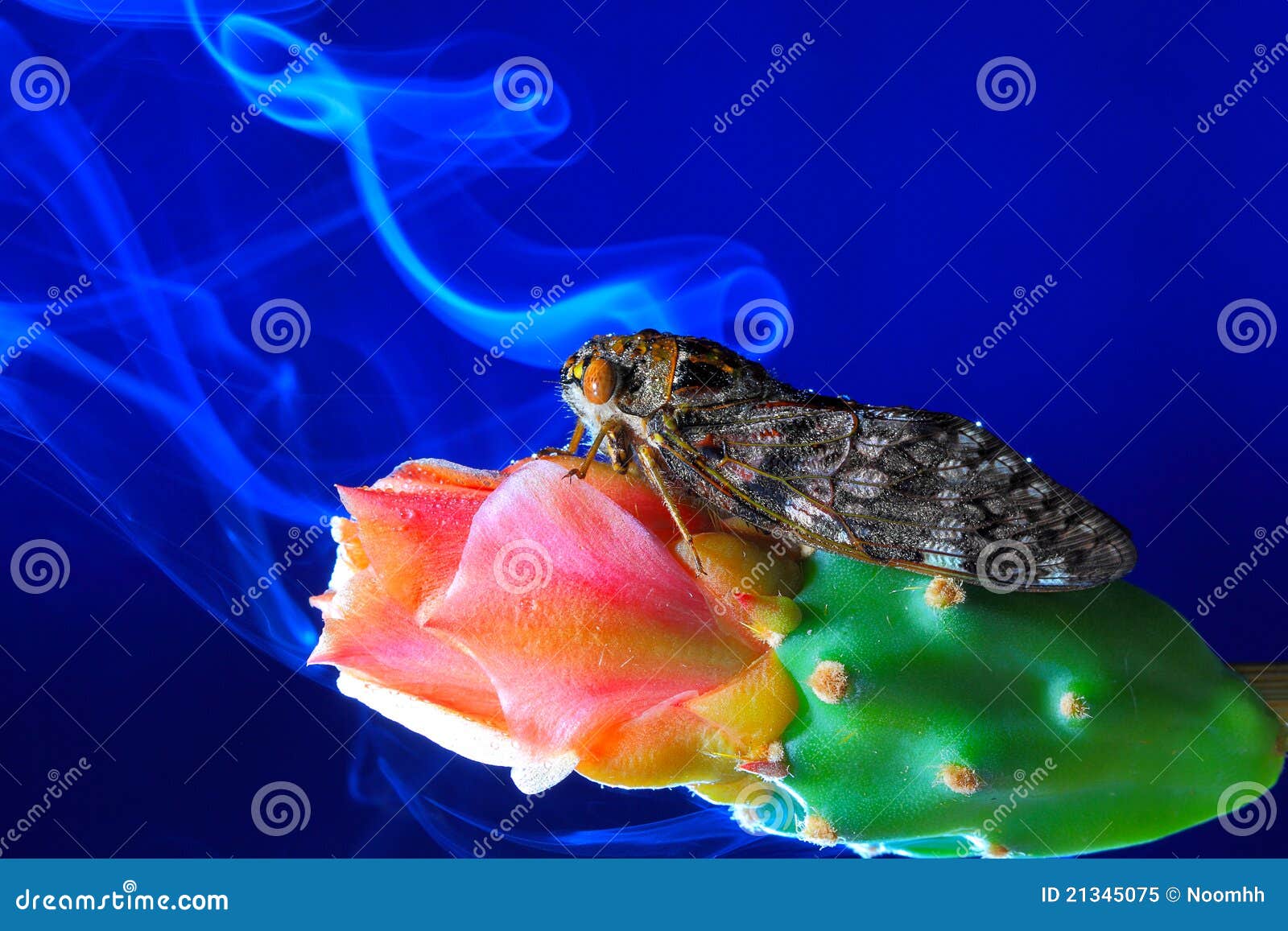 Cicada on a cactus flower. stock image. Image of beautiful - 21345075