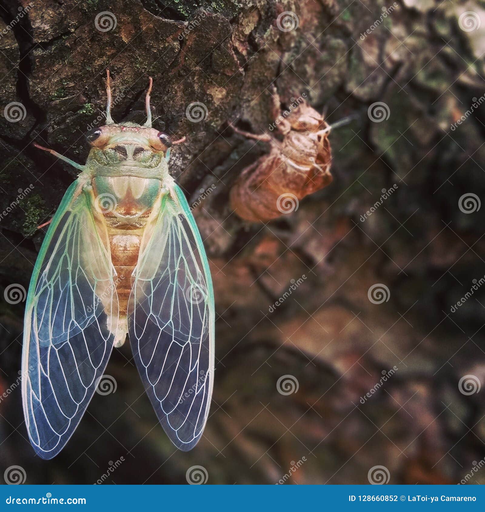 Cicada stock photo. Image of color, cicada, change, molt - 128660852