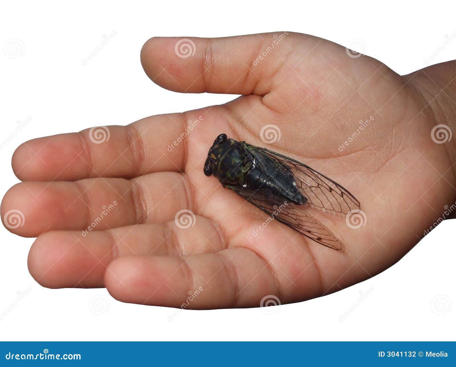 Cicada in a child hand stock photo. Image of fingers, jumper - 3041132