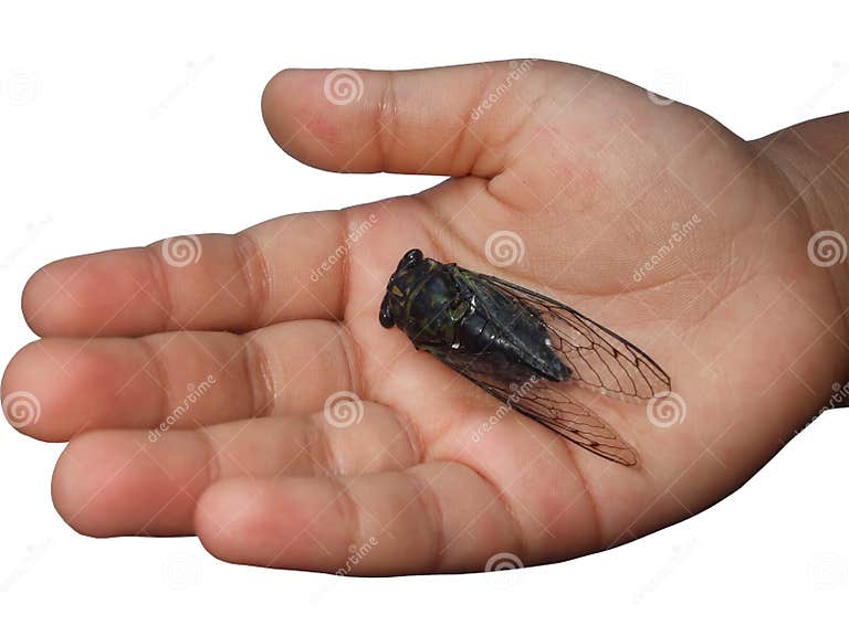 Cicada in a child hand stock photo. Image of fingers, jumper - 3041132