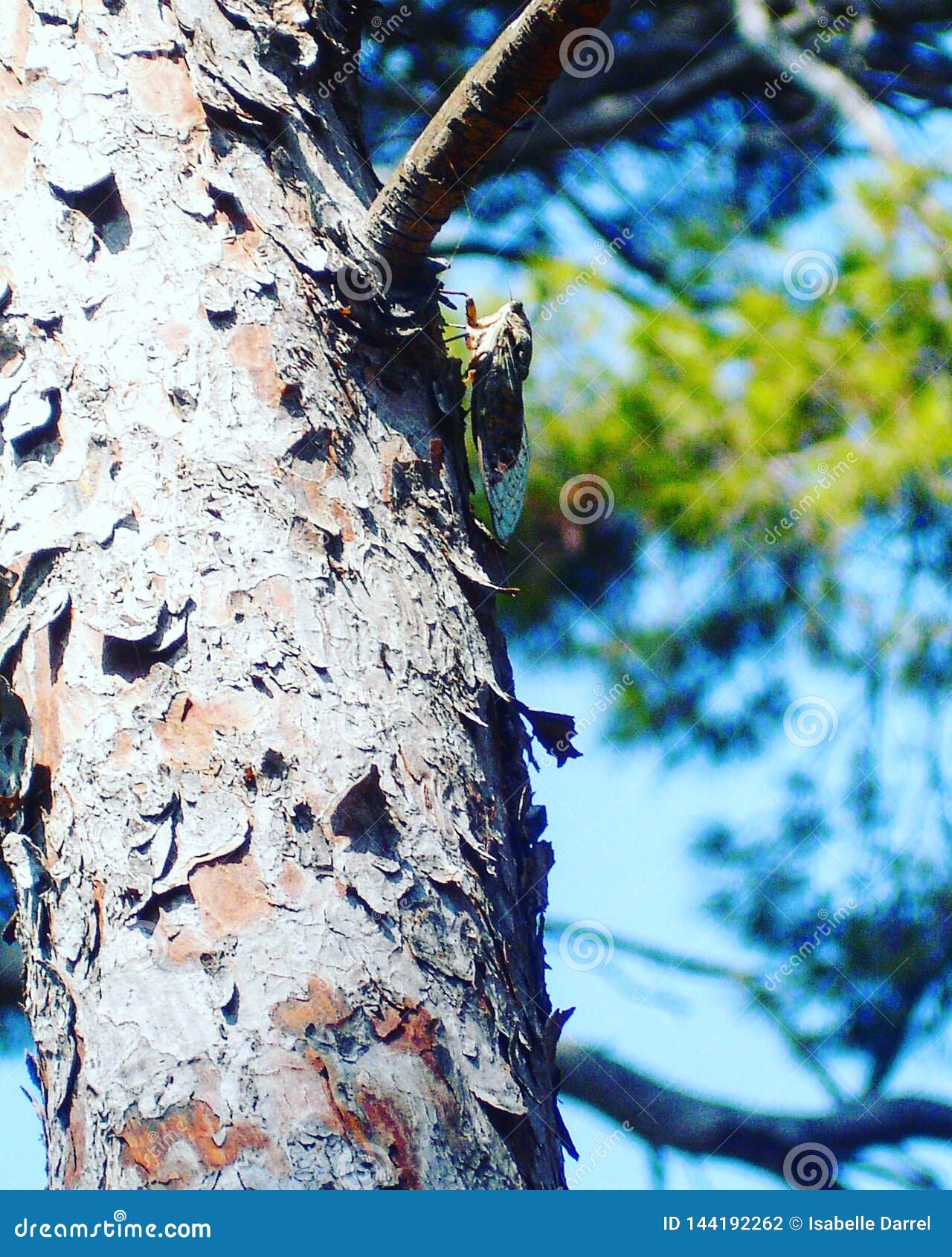 Cicada stock photo. Image of tree, pine, insect, cicada - 144192262