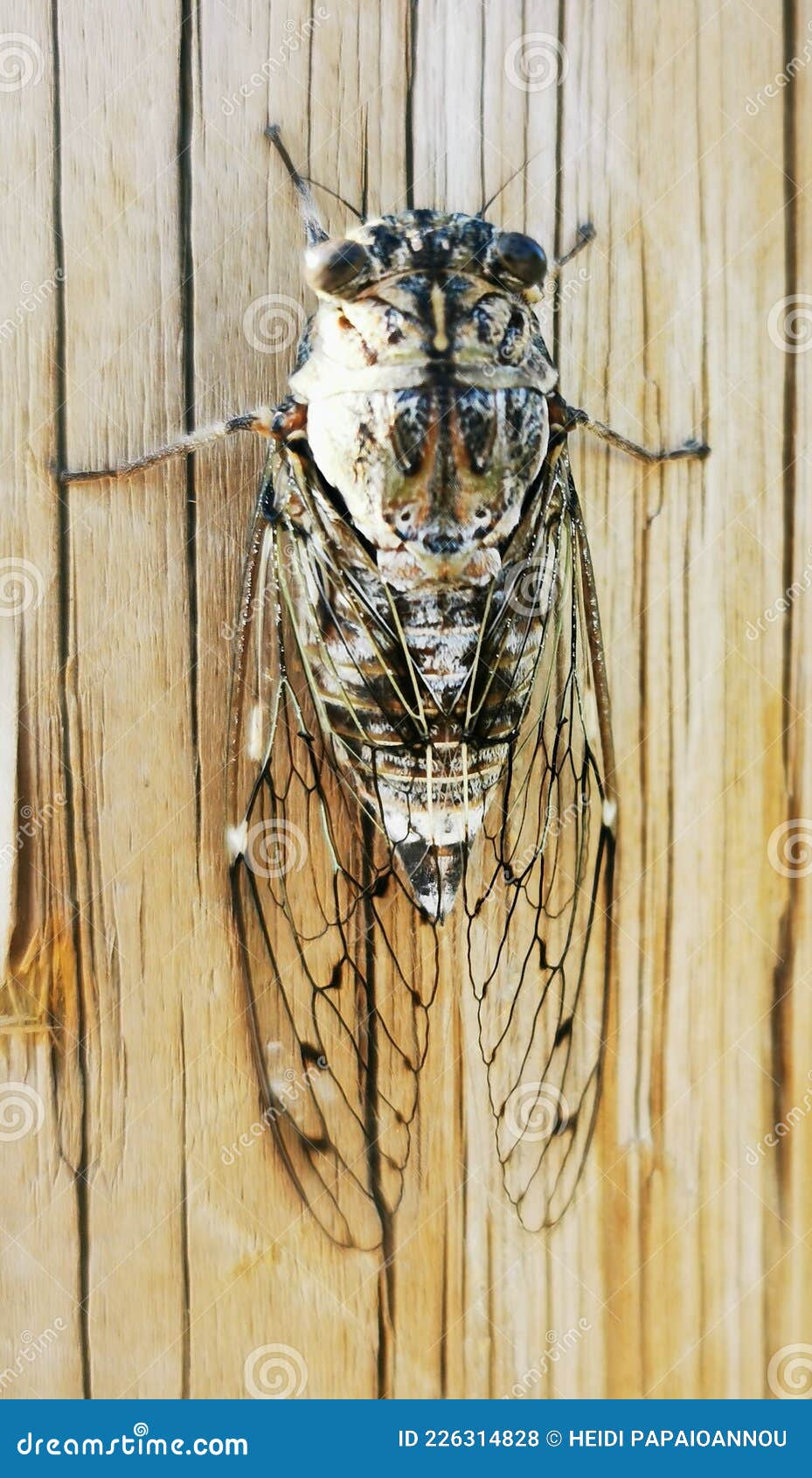 Cicada, Cicadas, Adult Cicada Greece Stock Photo - Image of adult ...