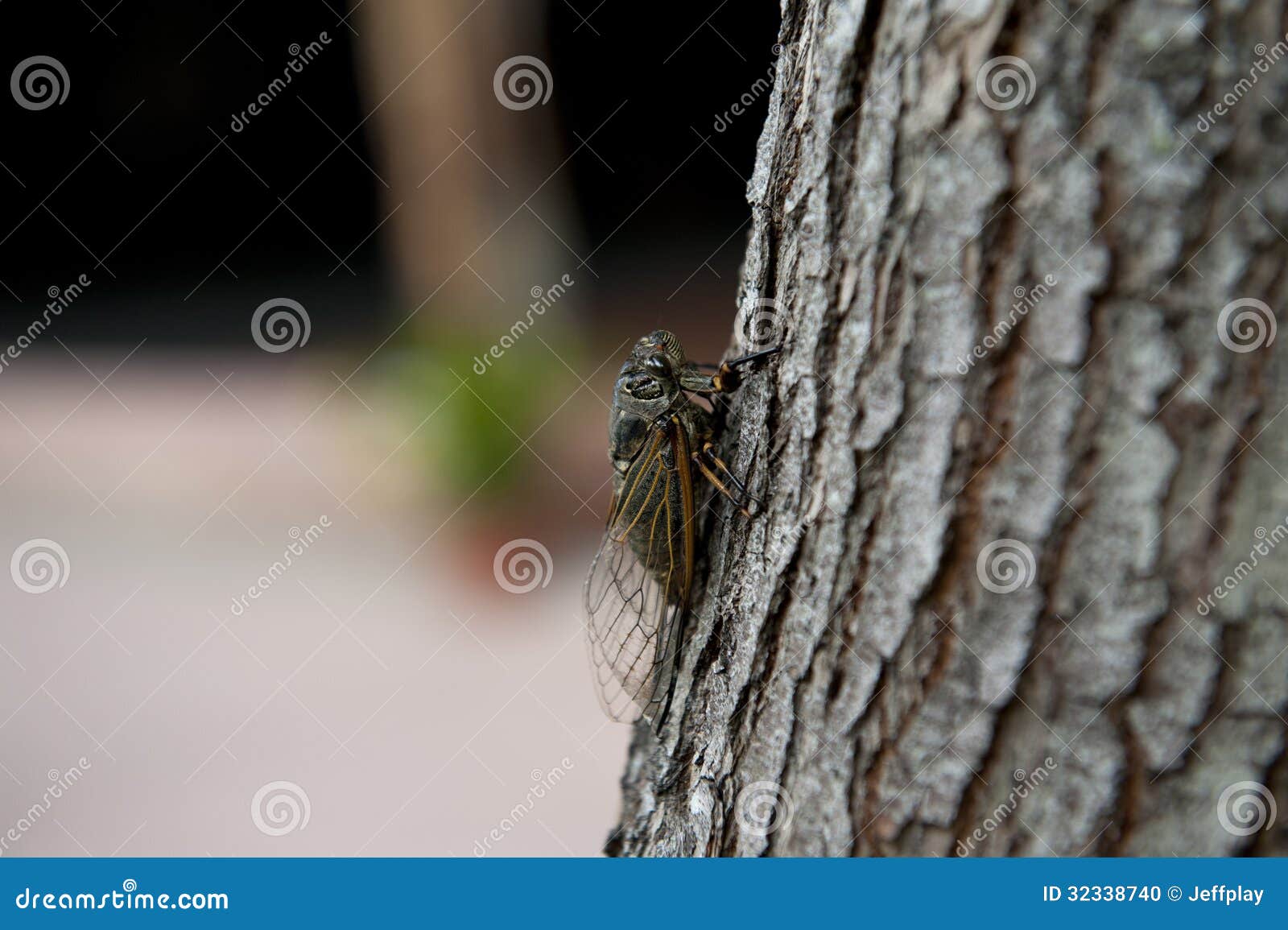 Cicada stock photo. Image of wild, summer, forest, homoptera - 32338740