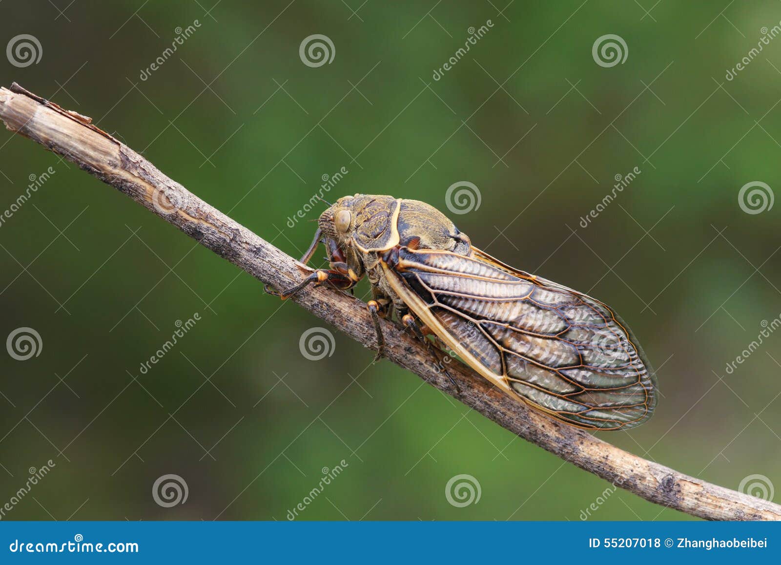 Cicada stock photo. Image of natural, graptopsaltria - 55207018