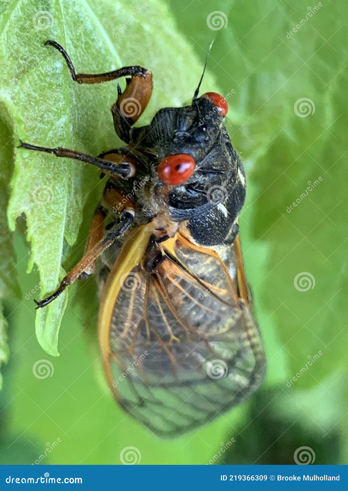 Cicada Close Up stock image. Image of curly, cicadas - 219366309