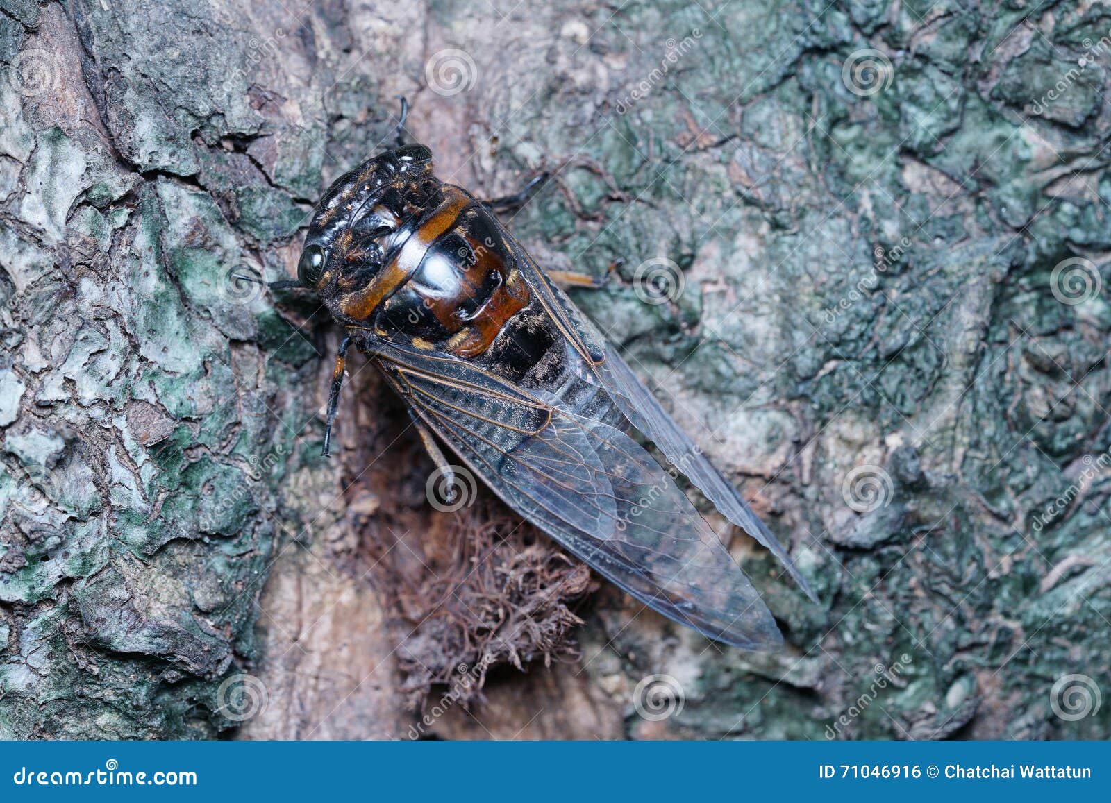 Cicada Close Up Stock Images - Download 609 Royalty Free Photos