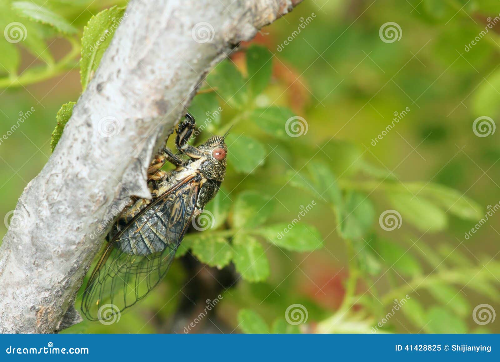 Cicada stock image. Image of animal, cicadetta, shansiensis - 41428825