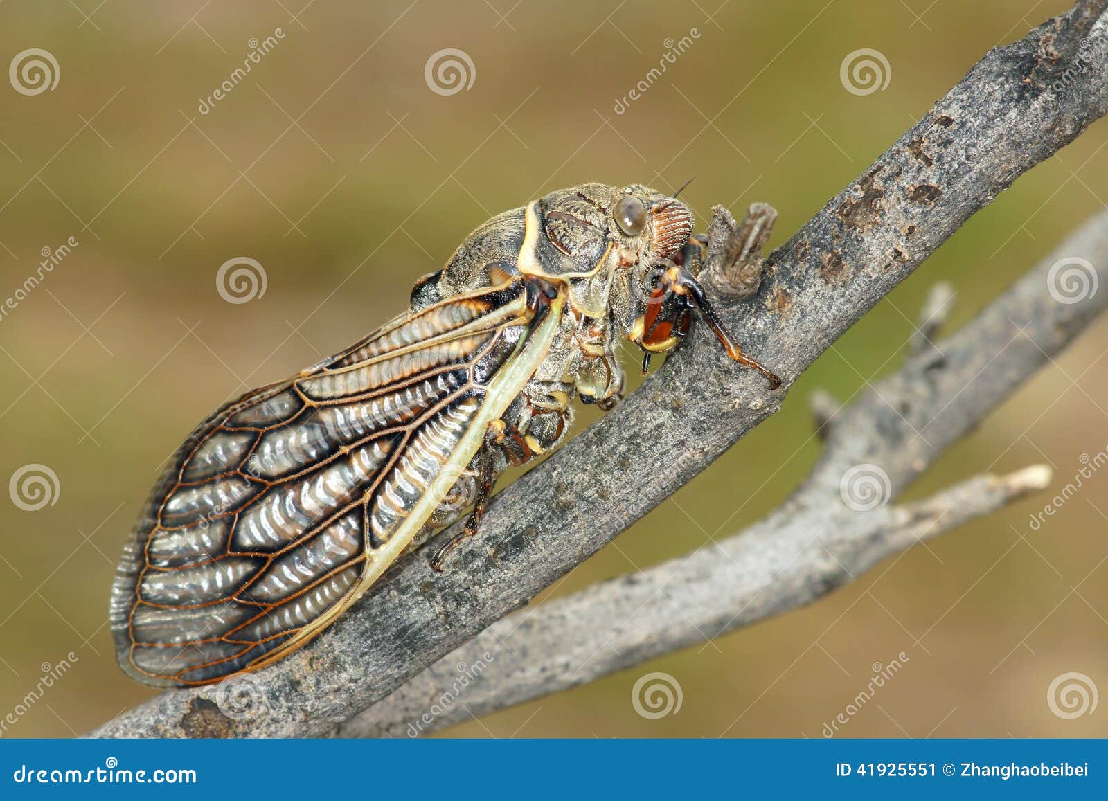 Cicada stock image. Image of wild, cicada, natural, graptopsaltria ...