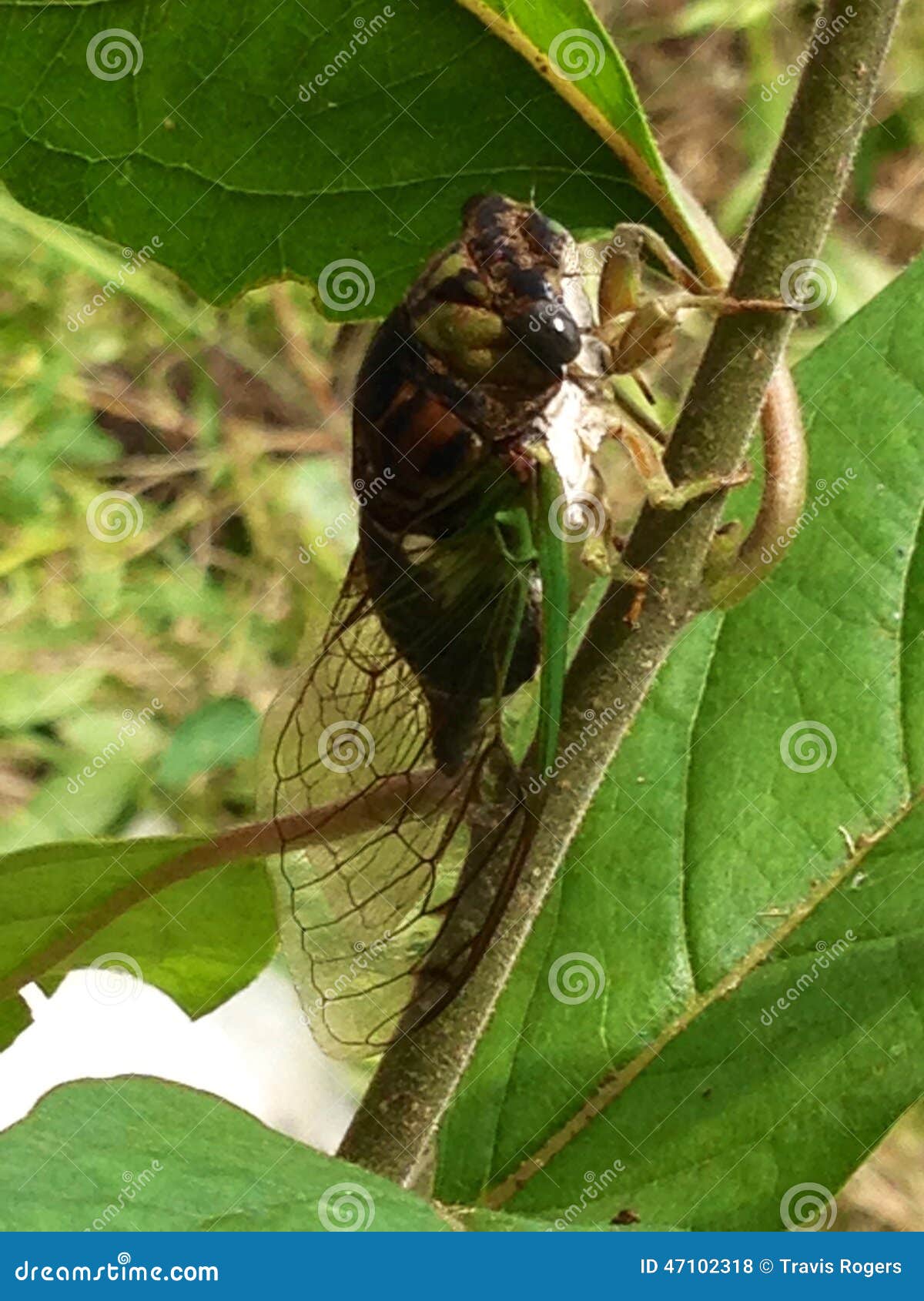 Cicada Closeup stock photo. Image of macro, animals, closeup - 47102318