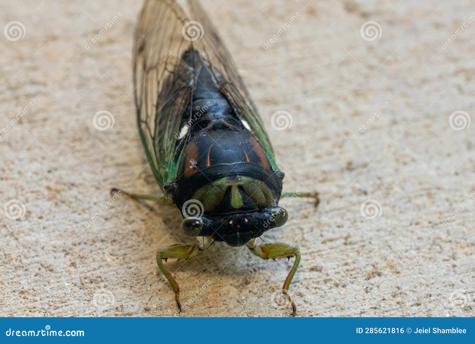 Cicada on concrete. stock photo. Image of wildlife, arthropod - 285621816