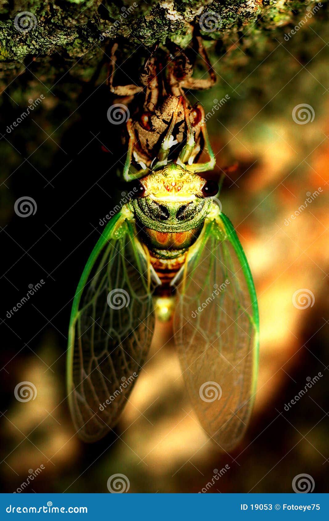 Cicada Crawling Out of Its Shell Stock Image - Image of success ...