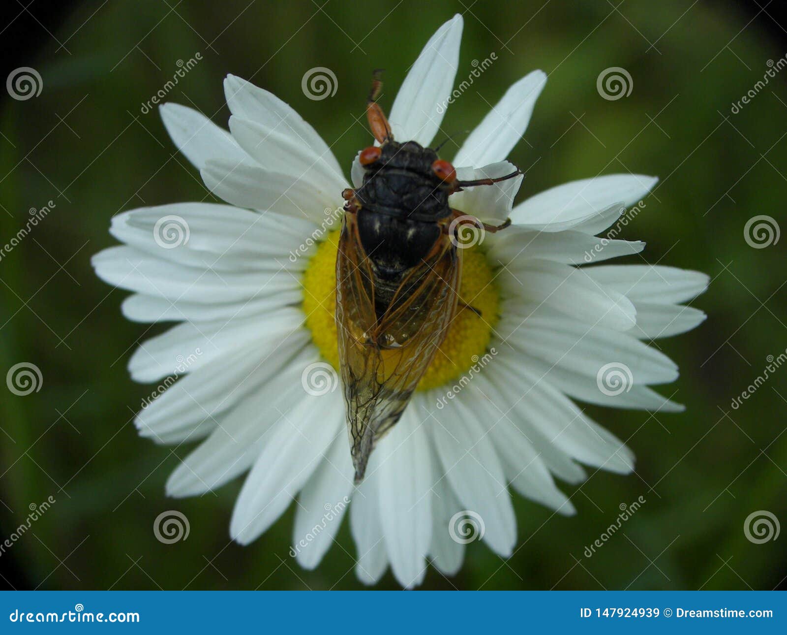 Cicada on Daisy flower stock image. Image of cicada - 147924939