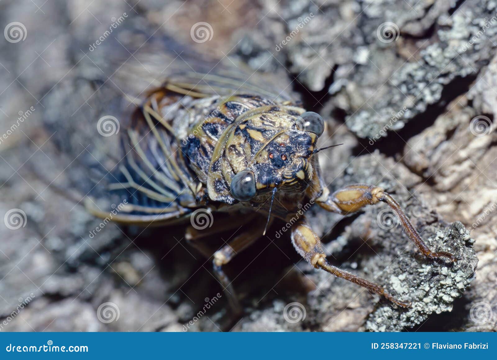 Cicada, detail of the head stock image. Image of exuvia - 258347221