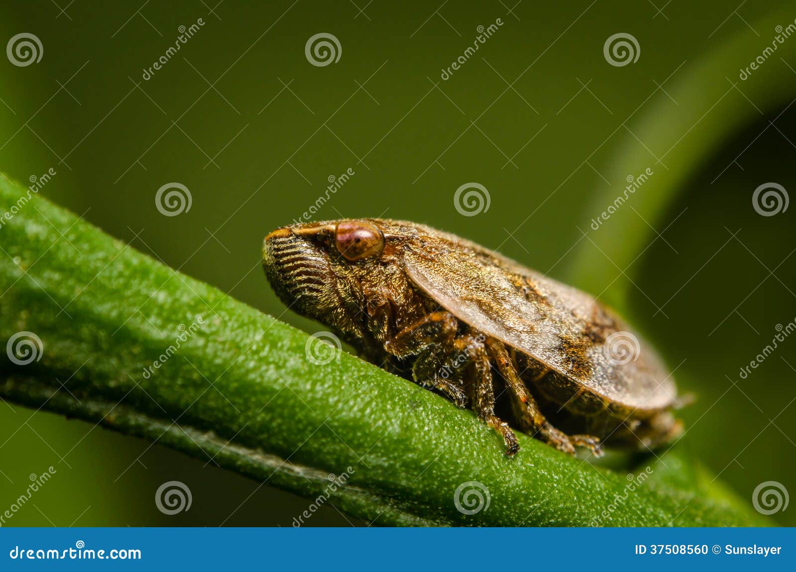 Cicada stock photo. Image of garden, botanical, colour - 37508560