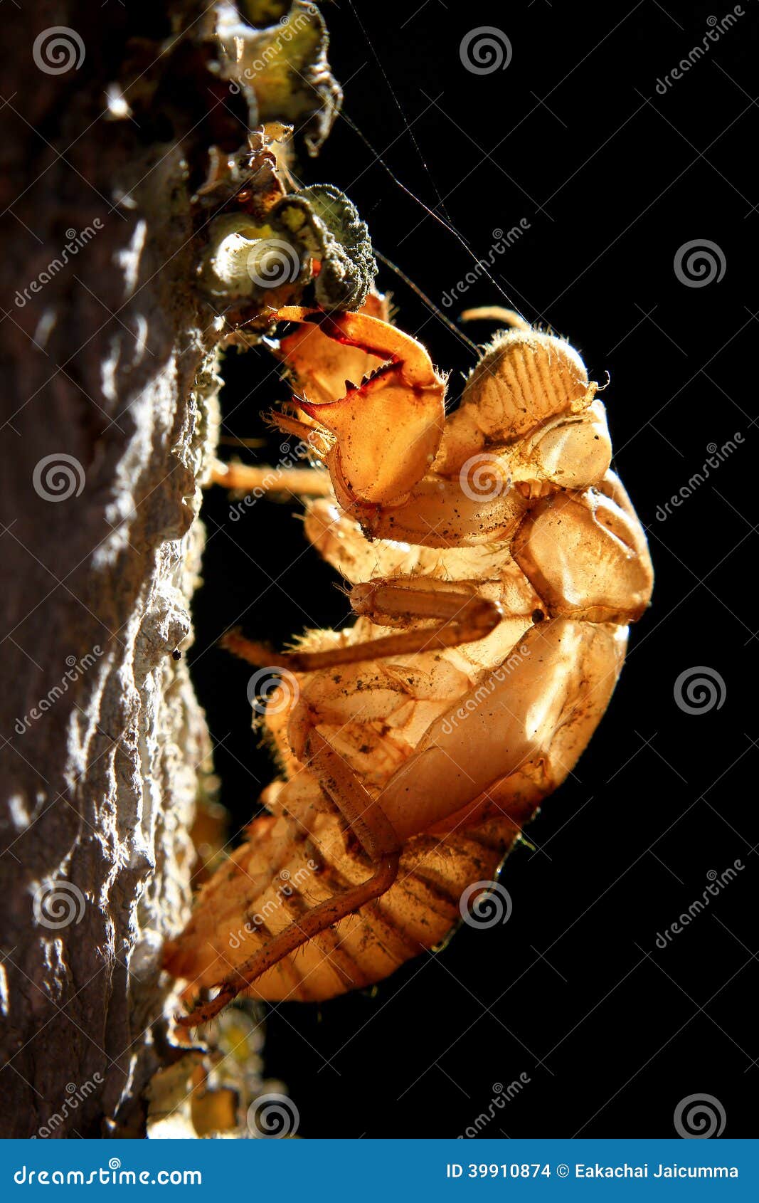 Cicada stock photo. Image of environment, cicada, medical - 39910874