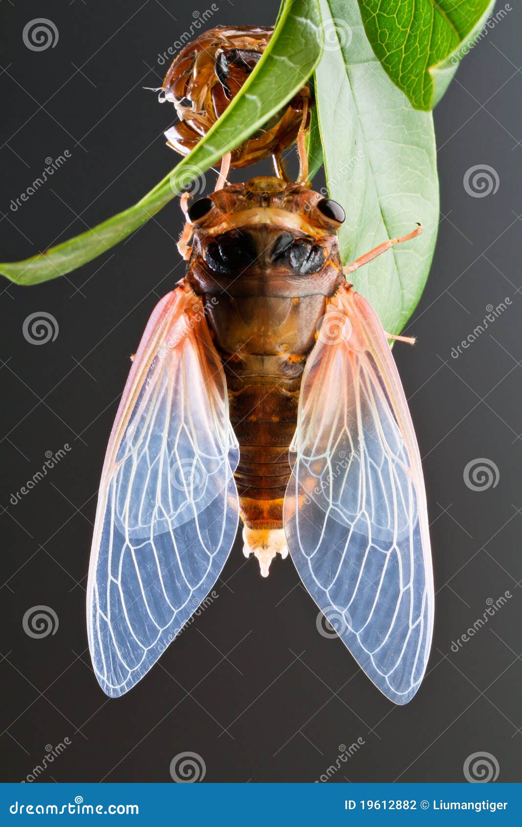 Cicada eclosion 5 stock photo. Image of background, cicada - 19612882 Cicada eclosion 5 stock photo. Image of background, cicada - 19612882
