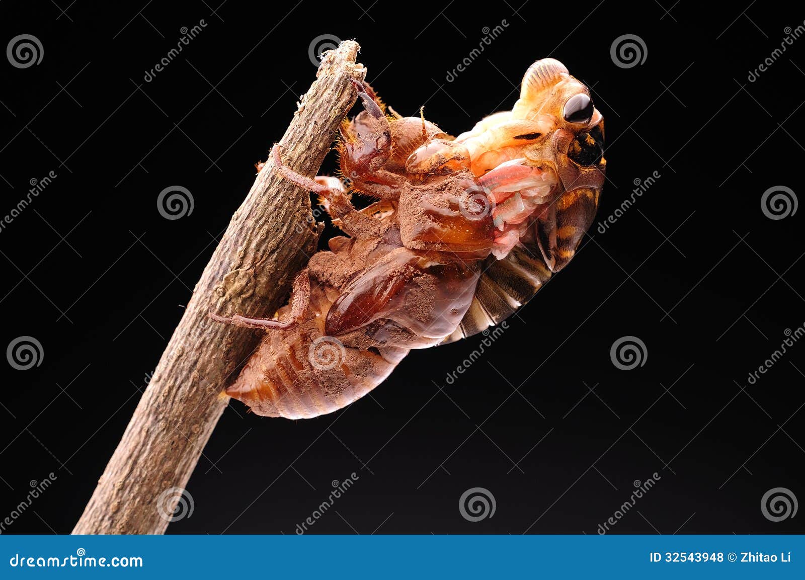 Cicada eclosion 04 stock photo. Image of turning, tender - 32543948