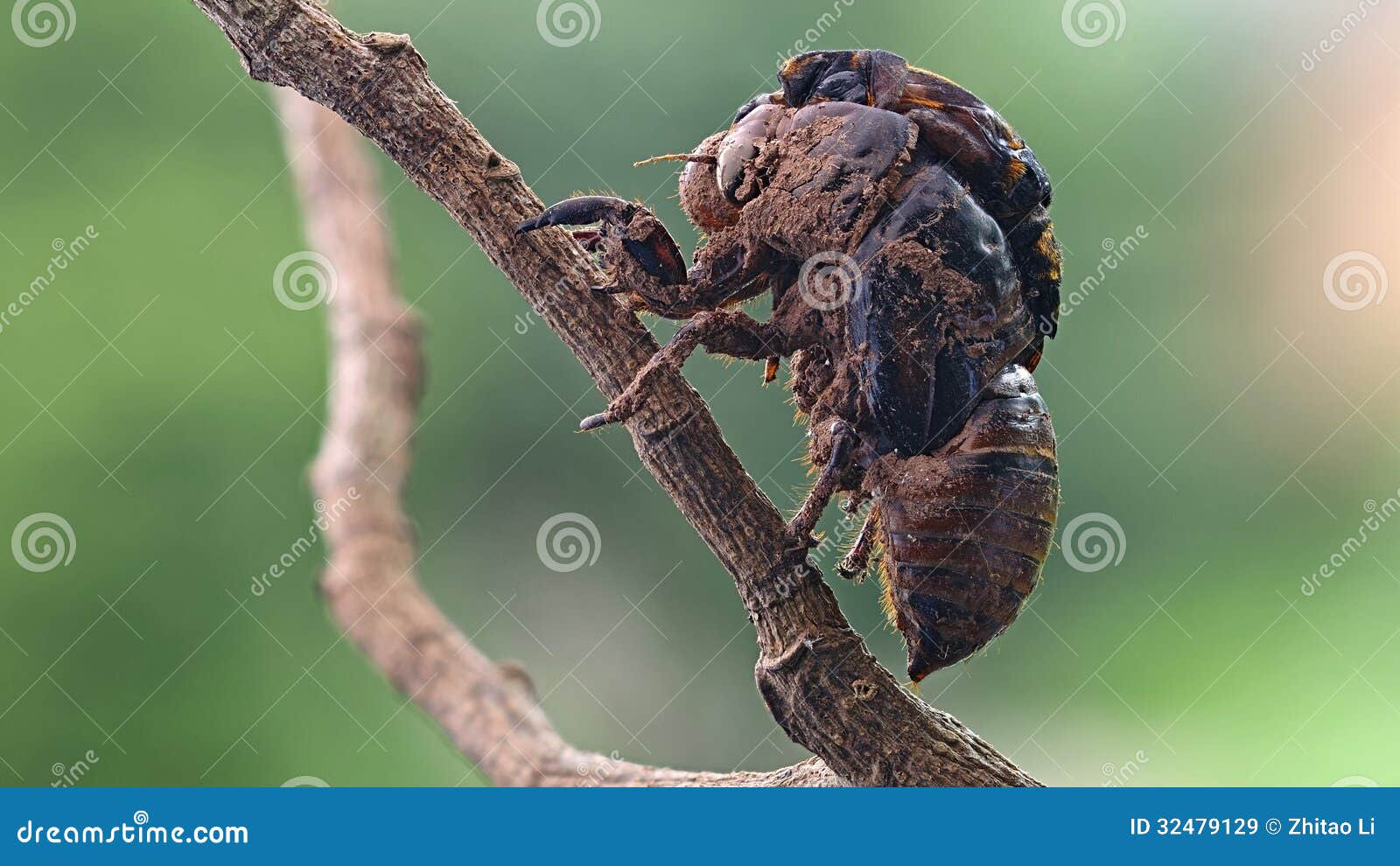Cicada eclosion stock image. Image of insects, adult - 32479129