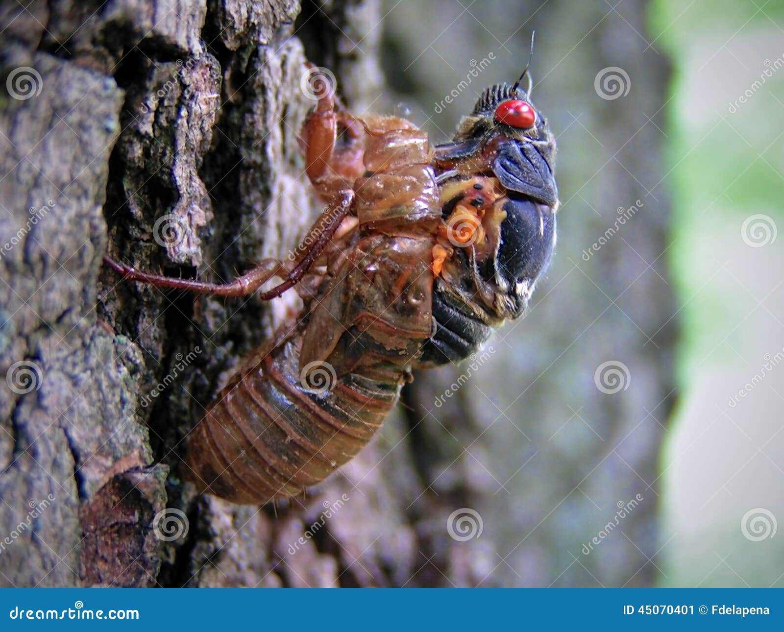 Cicada Emerging from Cacoon Stock Image - Image of periodical, emerging ...