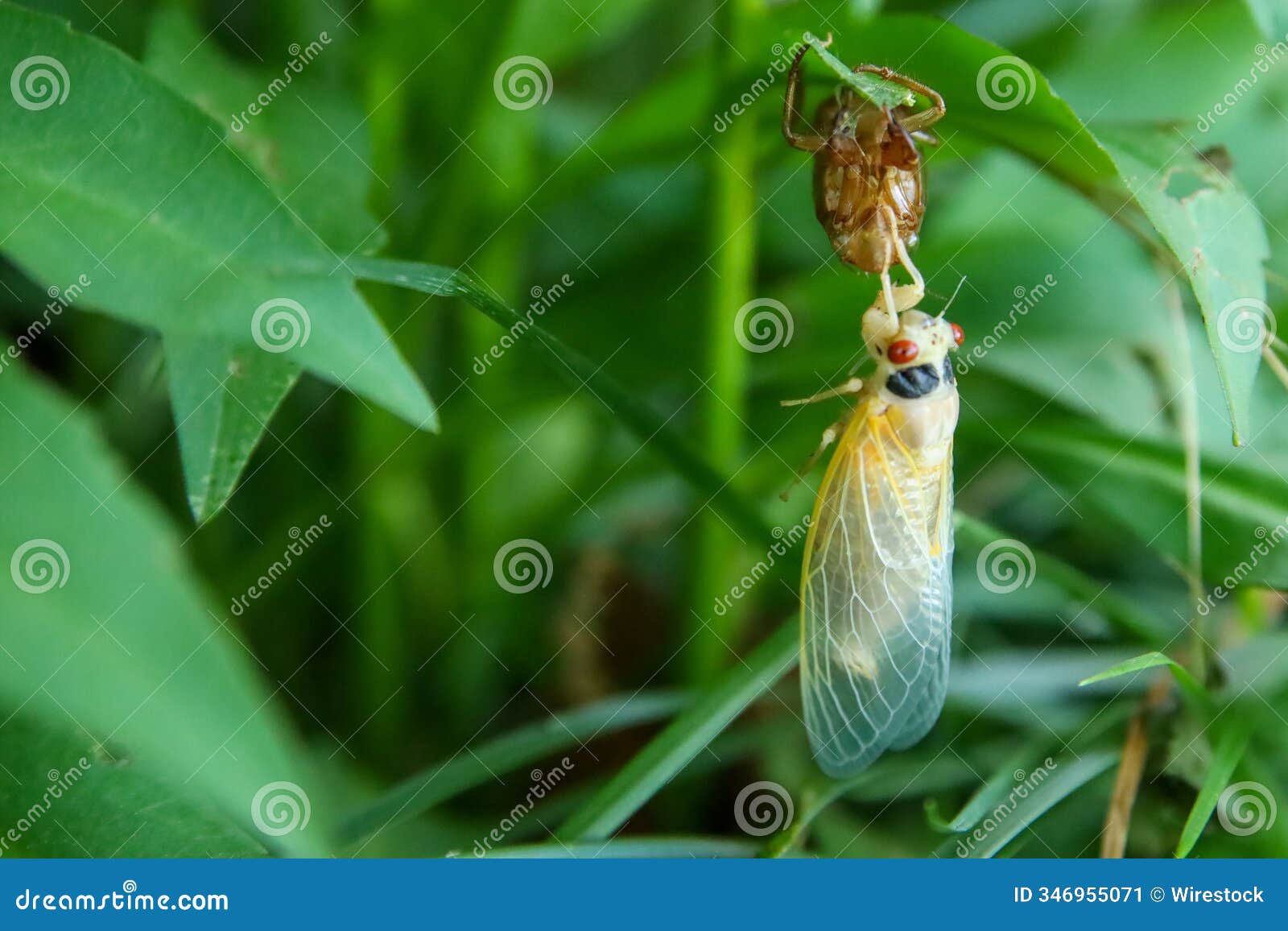 Cicada Emerging From Exoskeleton On Green Leaf. Stock Image | CartoonDealer.com #346955071