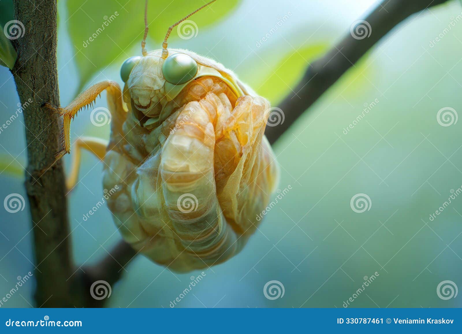 A Cicada Emerging From Its Exoskeleton Royalty-Free Stock Photography ...