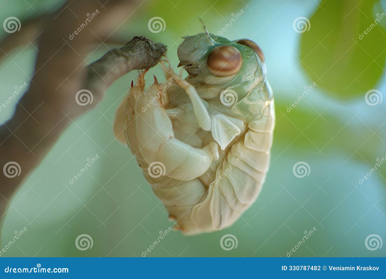 A Cicada Emerging from Its Exoskeleton Stock Illustration ...