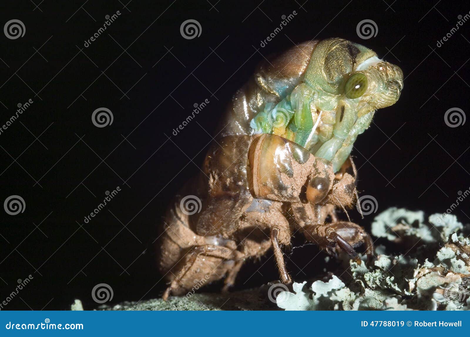 Cicada emerging from shell stock image. Image of metamorphic - 47788019