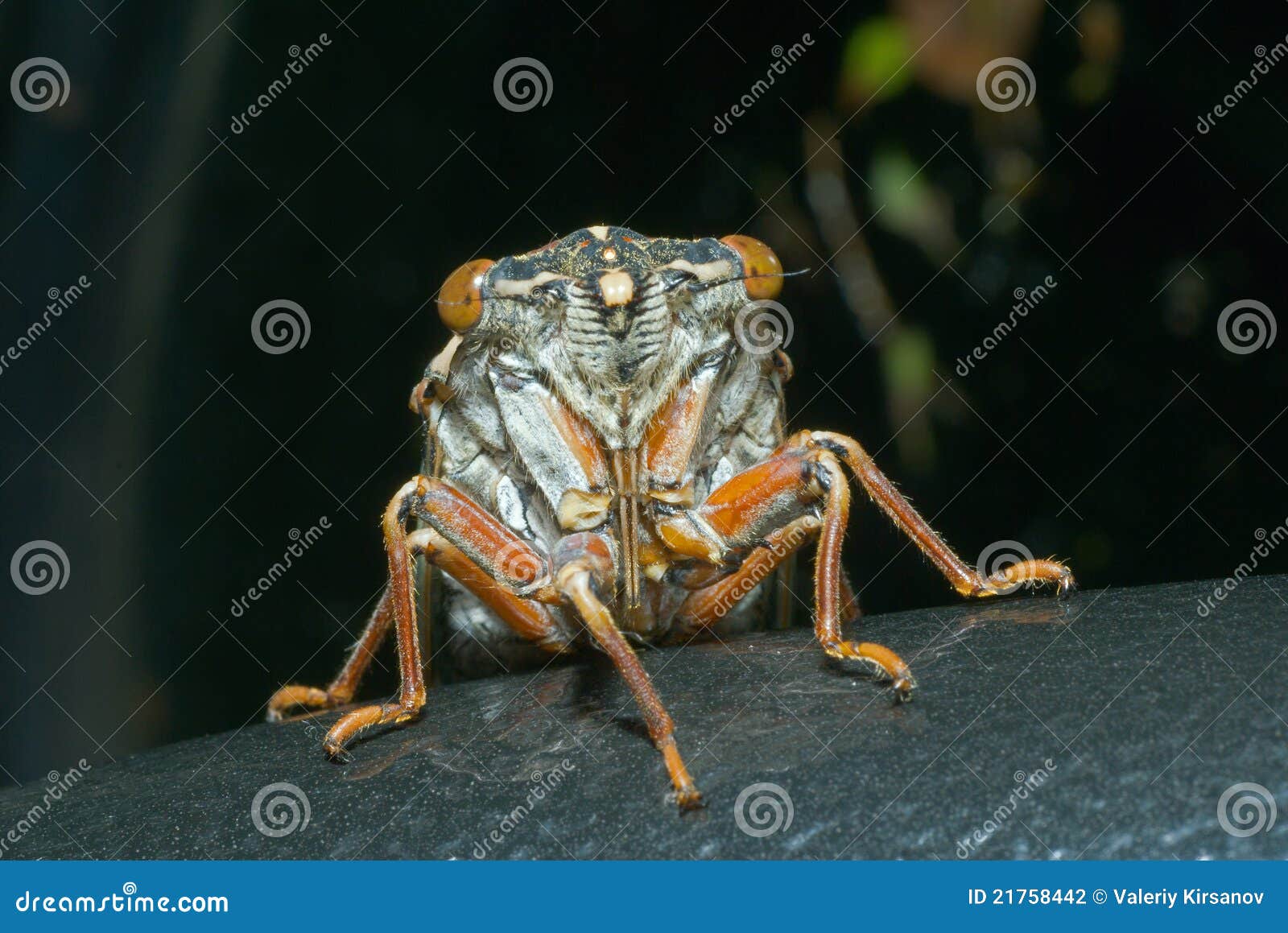 Cicada en face 2 stock photo. Image of insect, chirr - 21758442