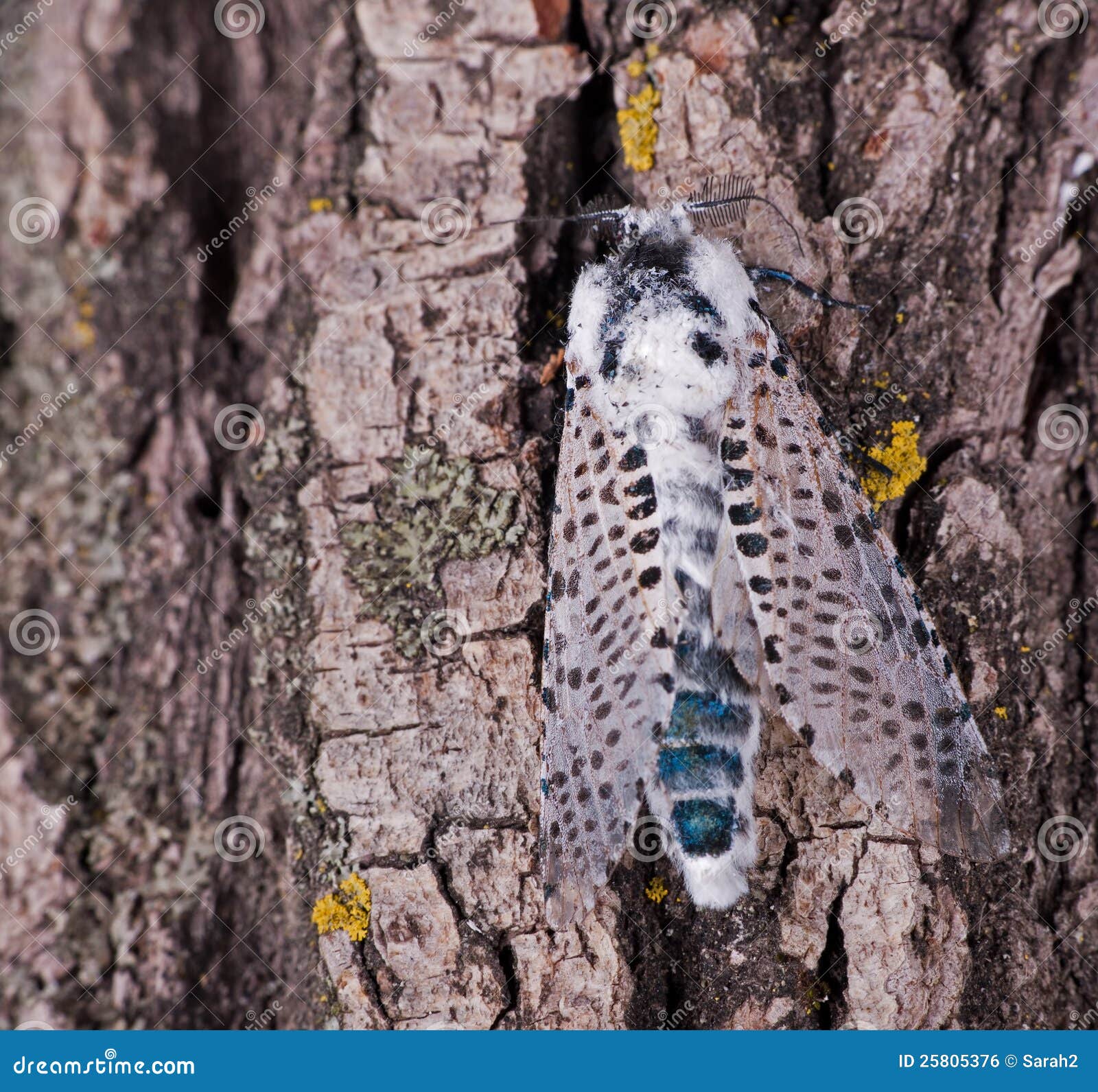 Cicada, Europe stock photo. Image of hemiptera, europe - 25805376