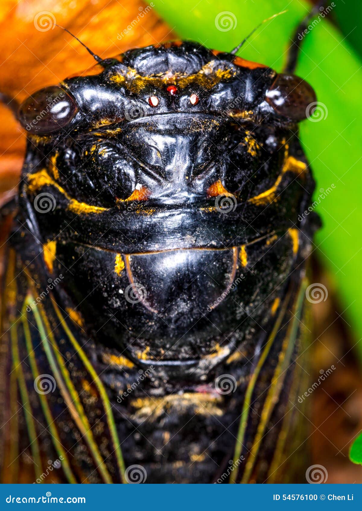 Cicada stock photo. Image of season, wildlife, summer - 54576100