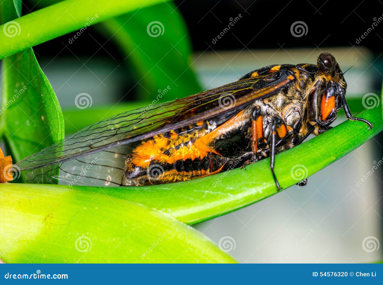 Cicada stock photo. Image of foraging, singing, ecological - 54576320