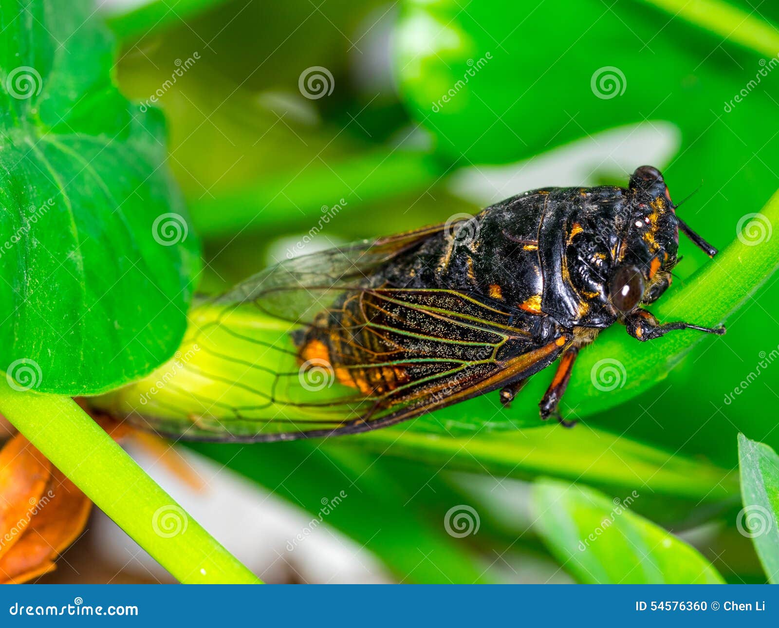 Cicada stock photo. Image of eyes, foraging, wings, courtship - 54576360