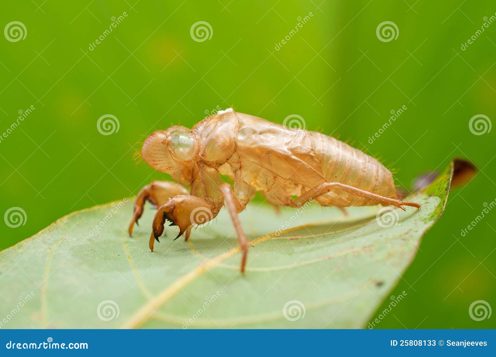 Cicada exoskeleton stock image. Image of cicada, specie - 25808133