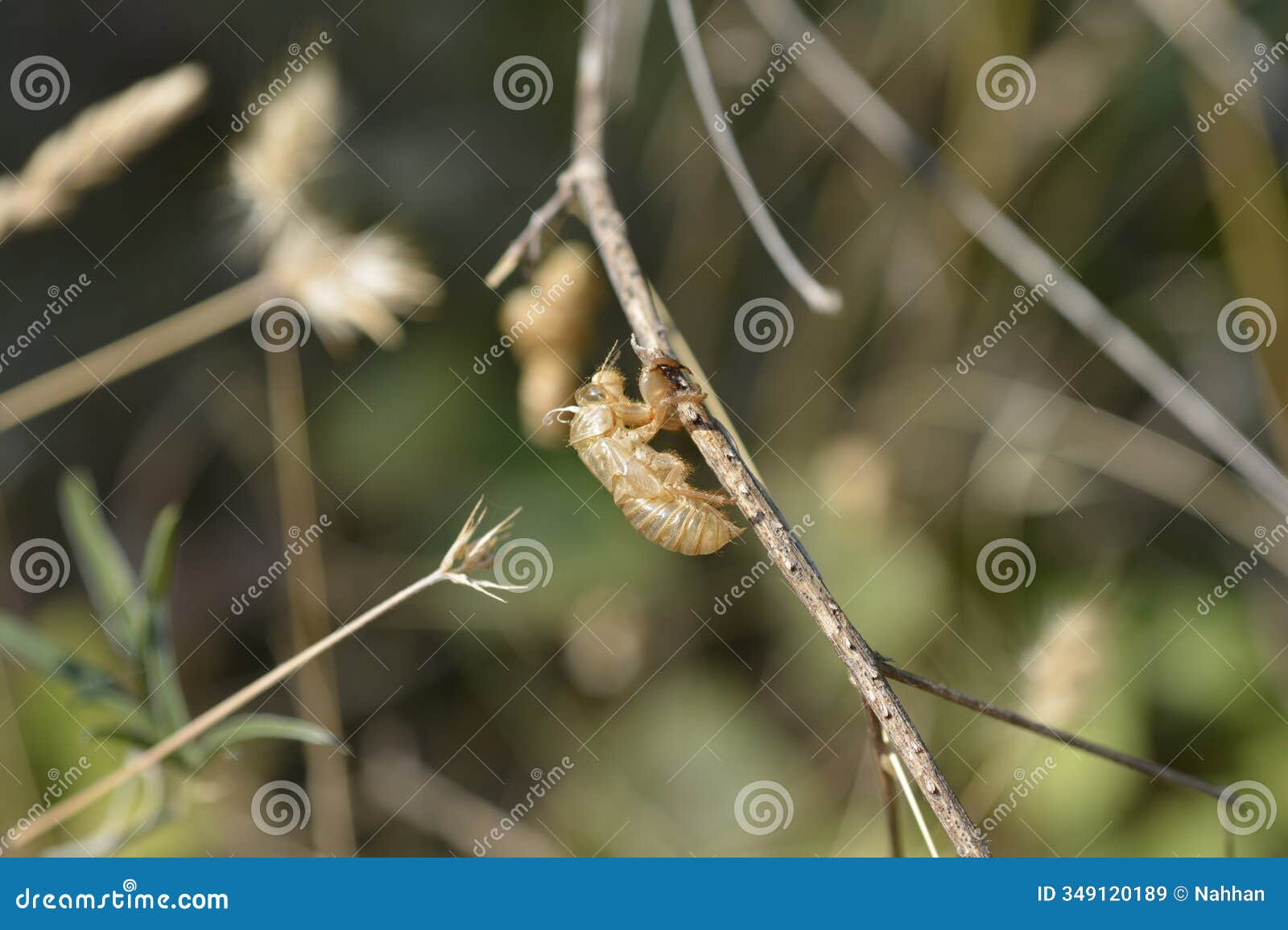 Cicada Bug Exoskeleton Stock Photography | CartoonDealer.com #229216454