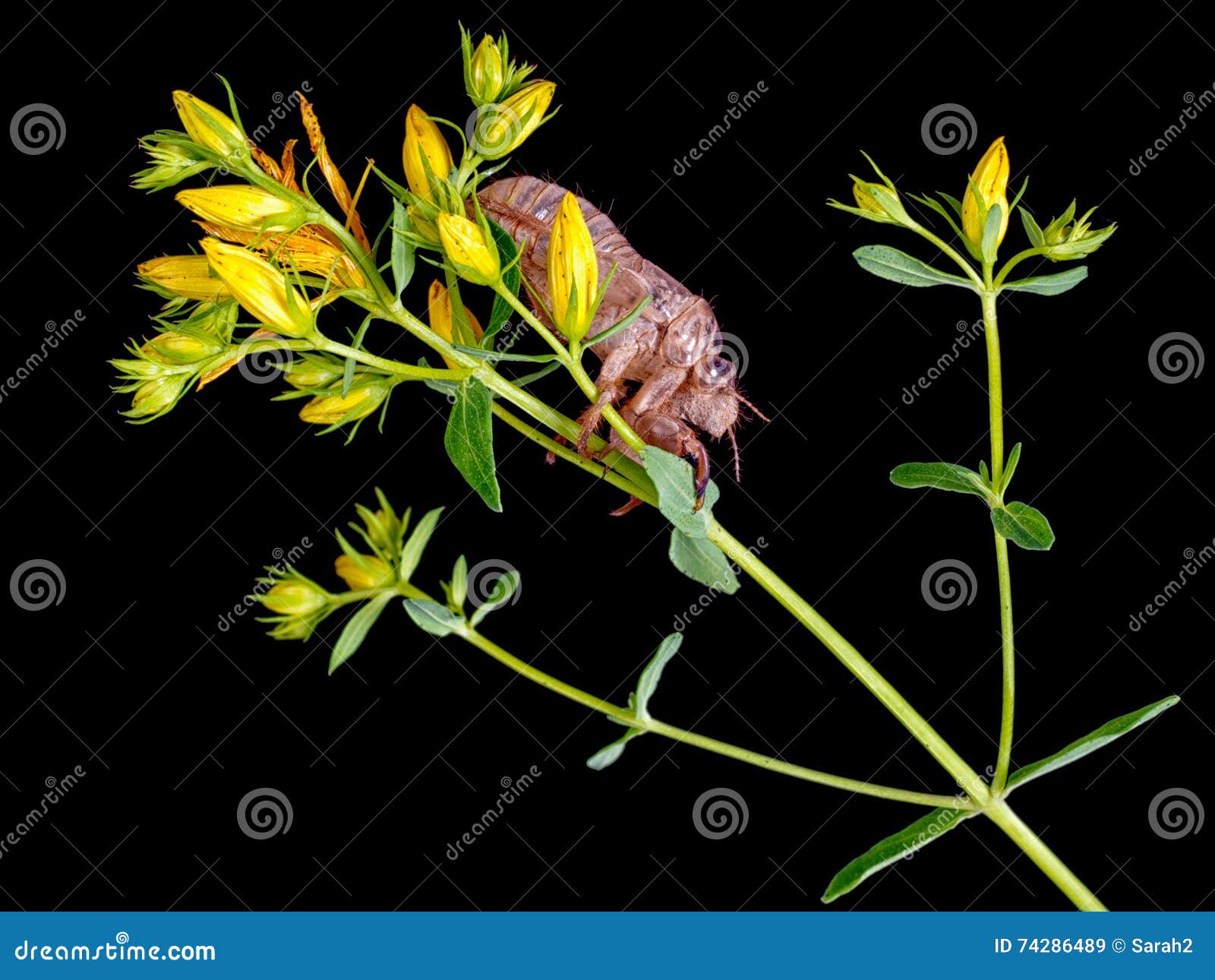Cicada exoskeleton. stock image. Image of great, stem - 74286489