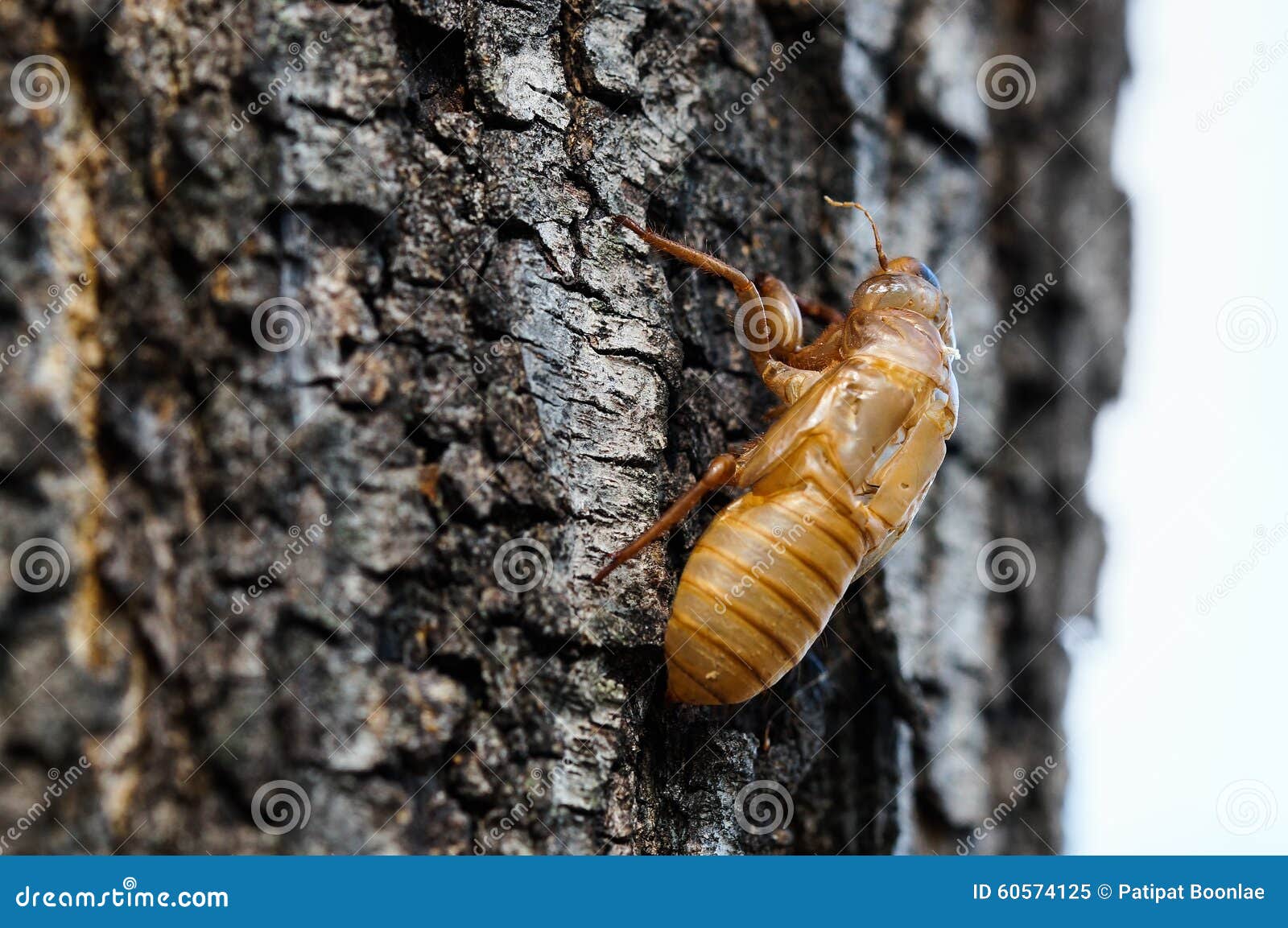 Cicada Exoskeleton stock image. Image of exoskeleton - 60574125