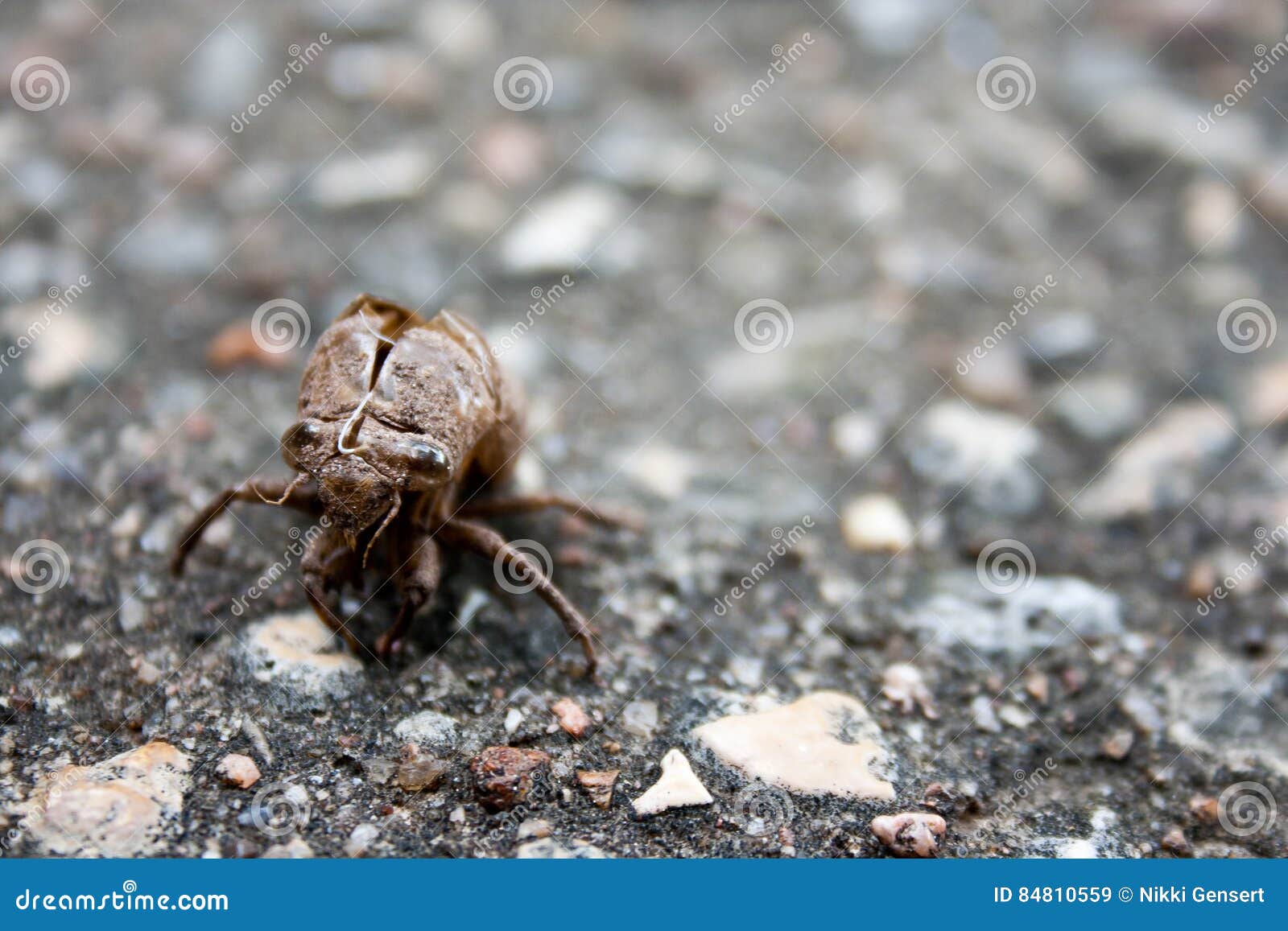 Cicada Exoskeleton Shell stock image. Image of cicada - 84810559
