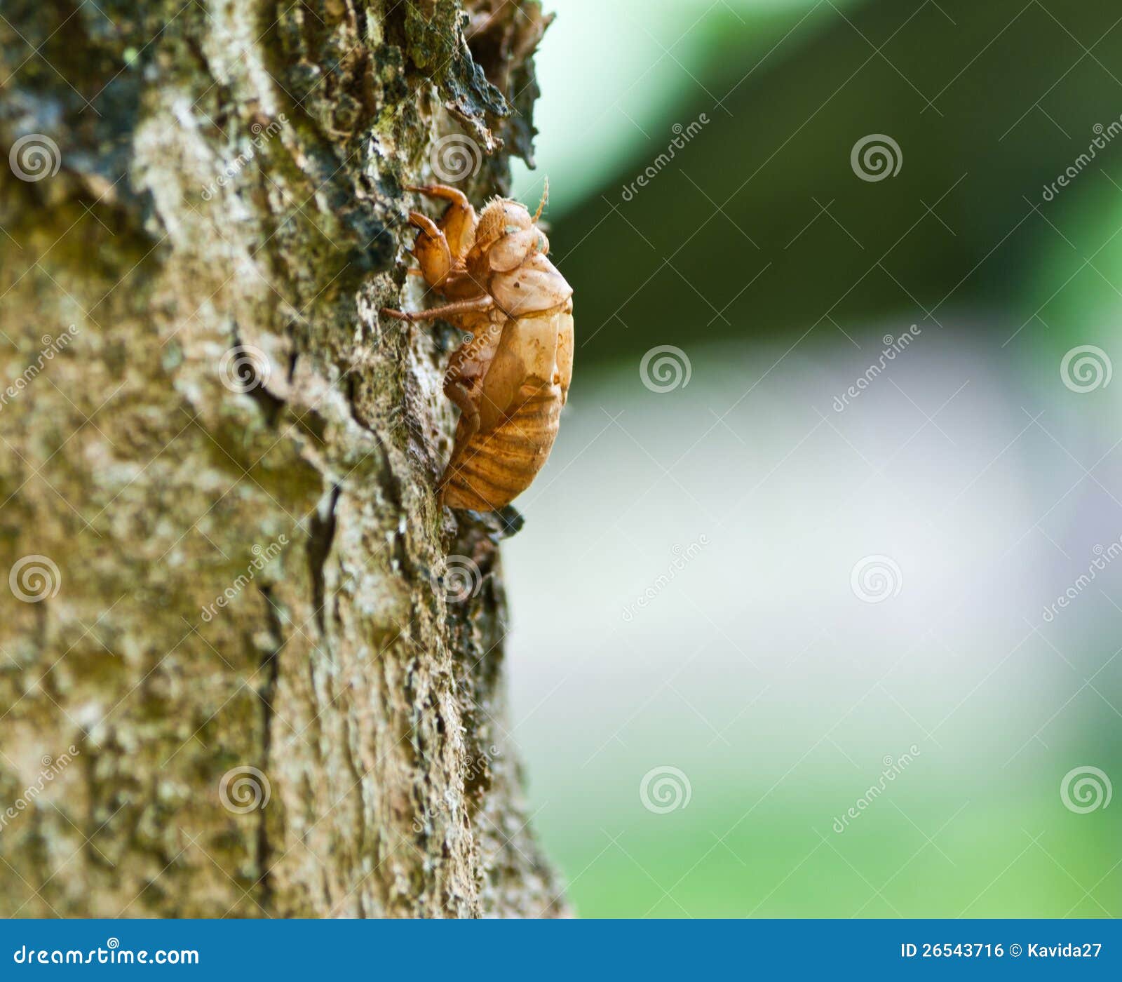 Cicada Exoskeleton On Wood Tree Surface At A Botanical Garden. Royalty ...