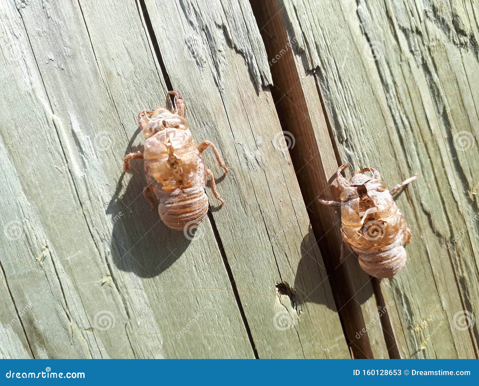 Cicada Exoskeleton On A Tree. Stock Photography | CartoonDealer.com ...