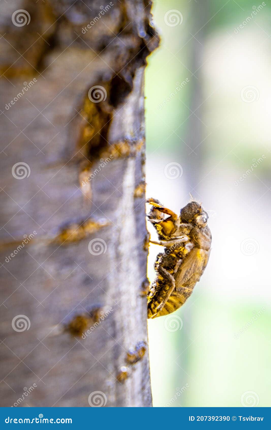 Cicada Exoskeleton On Tree Branch Stock Photo | CartoonDealer.com #58489926